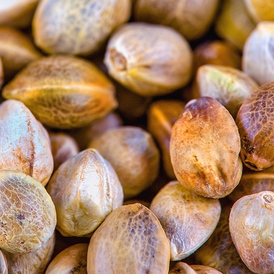 Le système endocannabinoïde et le CBD | Weed Seeds Luxe